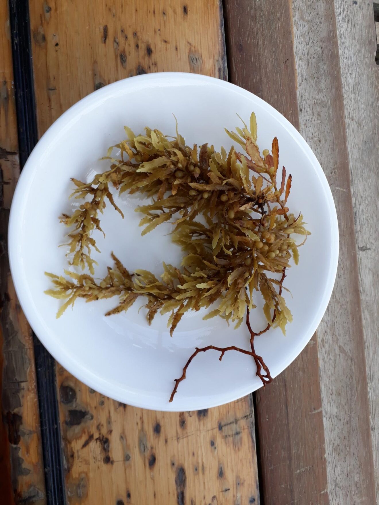 Booming weed in the ocean - Fossil Free Around the World